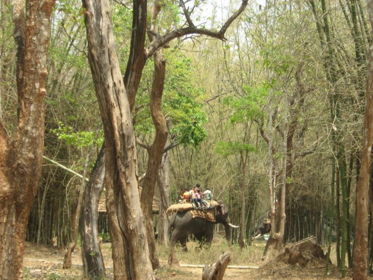 Visit Coorg - Blissful surroundings of Green Forest, Rich Wildlife