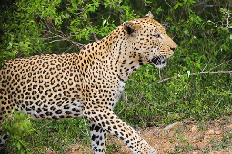 Understanding the Benefits of Reserve Forests for Wildlife Travel